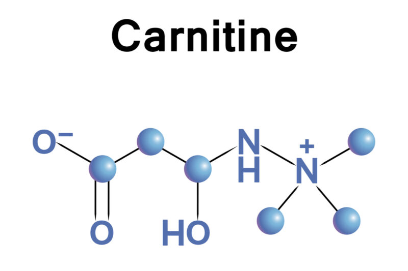 What is Carnitine, and Which Type is Best? | 1AND1
