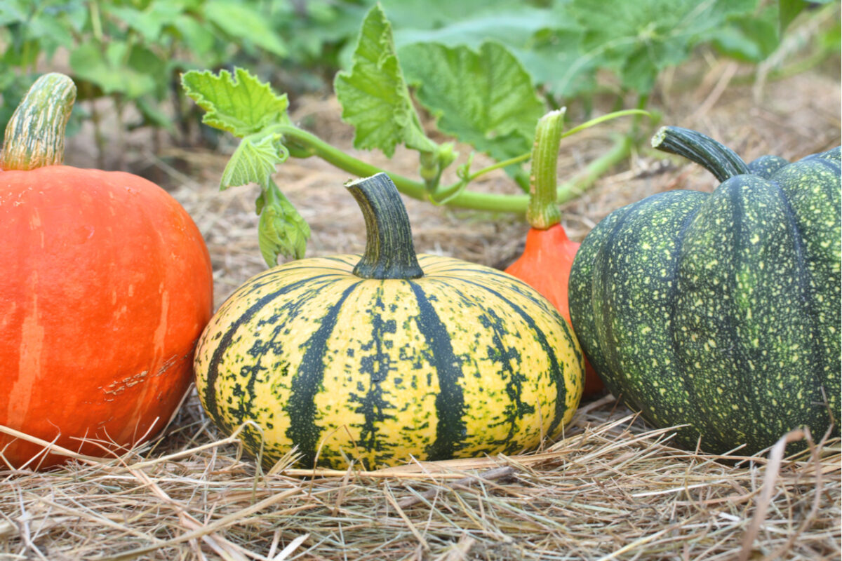 Fresh Produce Ideas: What to Eat That's Always In Season